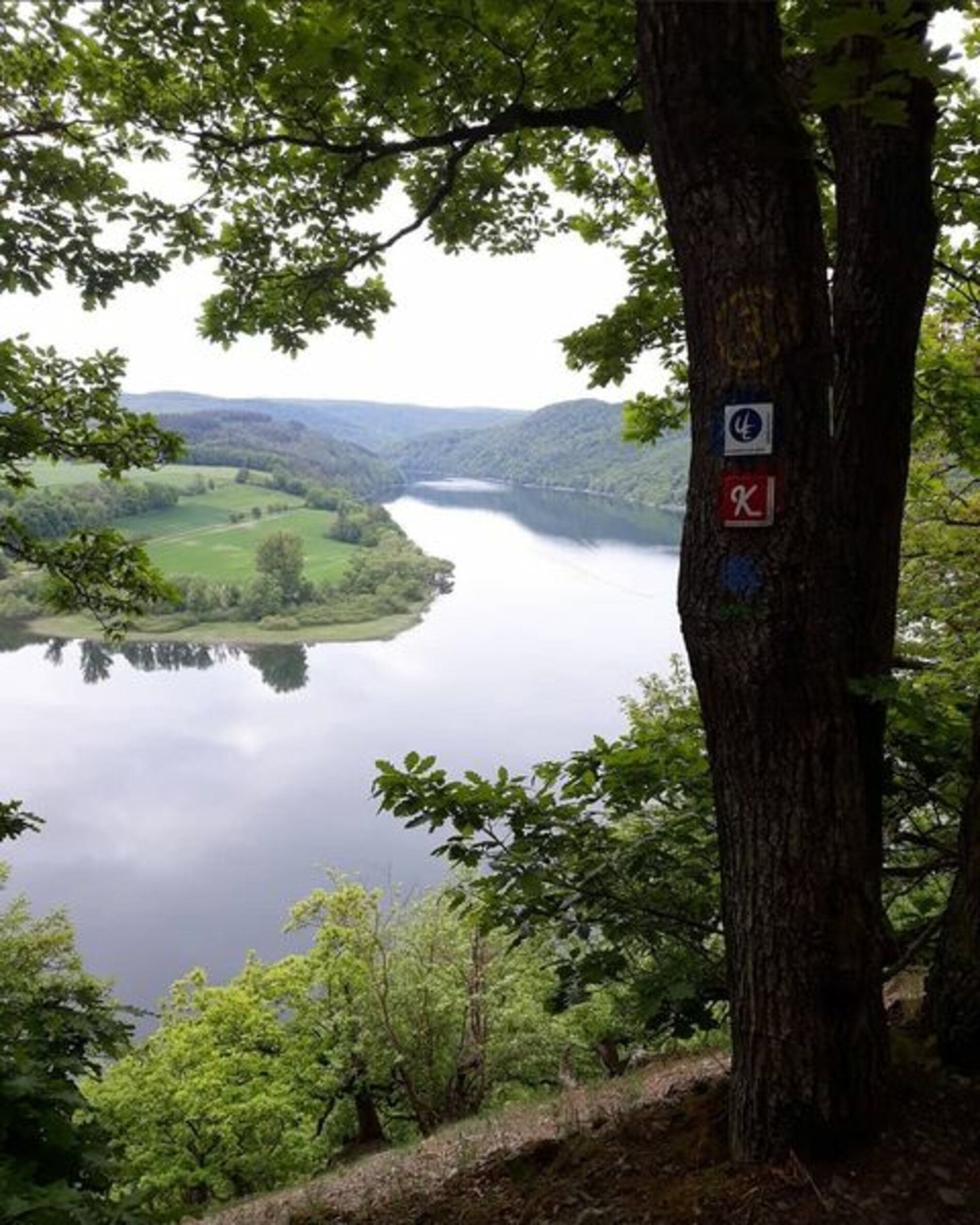 Wald in Hessen: Landesverband Hessen